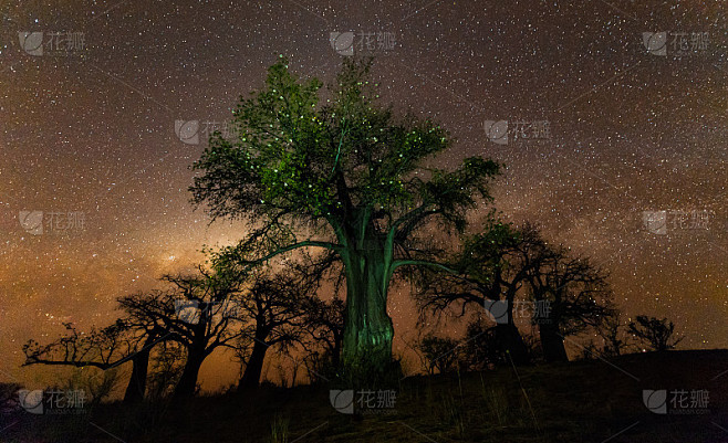 猴面包树，花和星星，奇塔克泉，津巴布韦