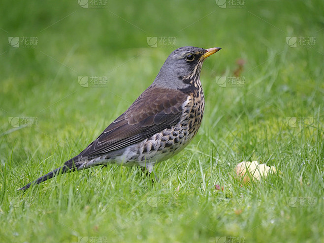 田鸫,Turdus毛发角化