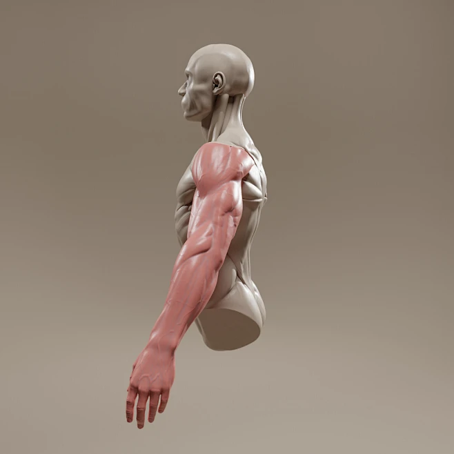 Upper limbs anatomy, Serge Minhulin : The model that I did for my ...