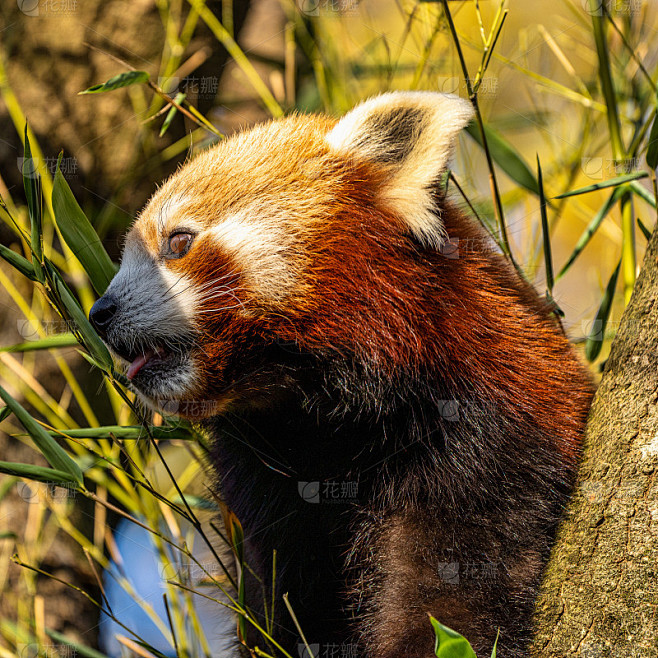 小熊猫，Ailurus fulgens，也叫小熊猫。