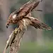Cephalopod: planktonic octopus paralarva.-花瓣网