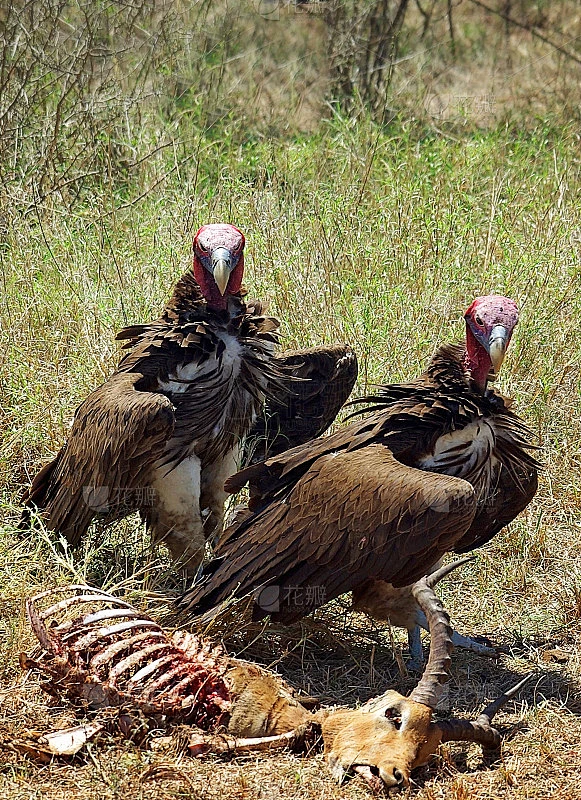 Lapet面临秃鹰素材-花瓣网
