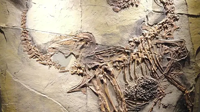 骨架化石的搜索结果_百度图片搜索-花瓣网