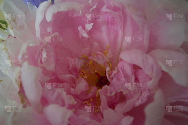 P.Spring红色专辑