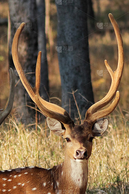 矢鹿或矢鹿(轴心)，又称矢鹿、花鹿或轴心鹿。Todoba国家公园，印度