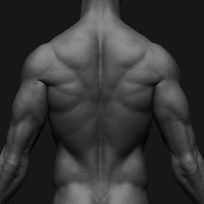 Male Study-花瓣网