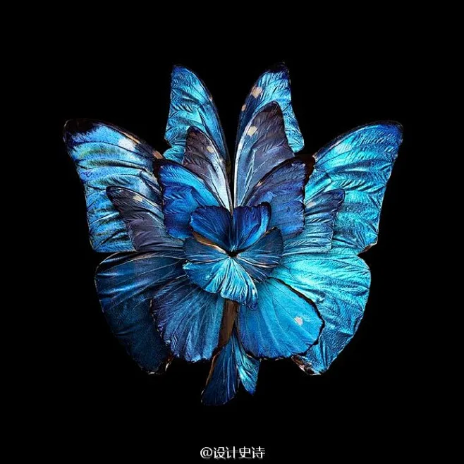 法国摄影师 Seb Janiak 用昆虫的翅膀组成盛开的蝴蝶“花”-花瓣网