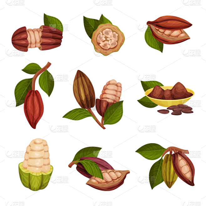 cocoa beans with green leaves isolated on white