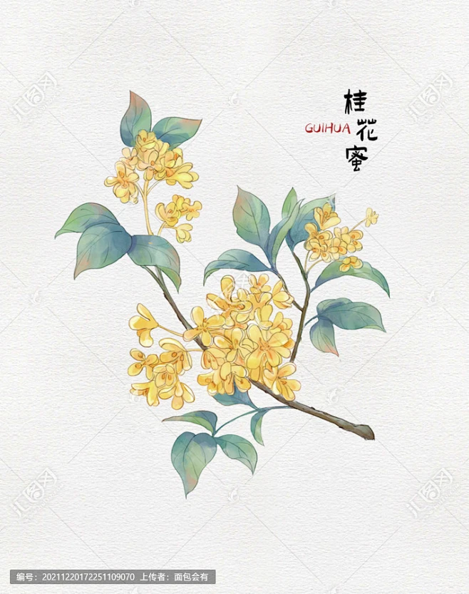 桂花-花瓣网