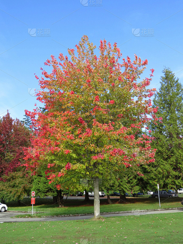 秋天,垂直画幅,加拿大,温哥华,无人,史坦利公园,2015年,叶子,摄影,树