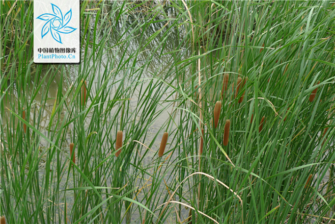 Typha orientalis 香蒲