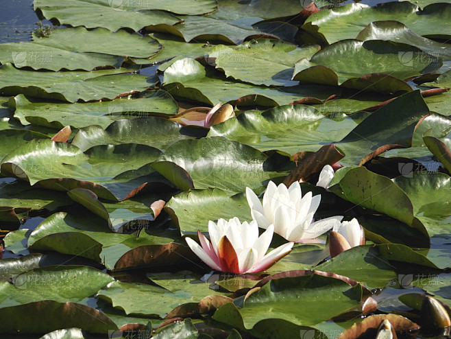 nymphaea alba