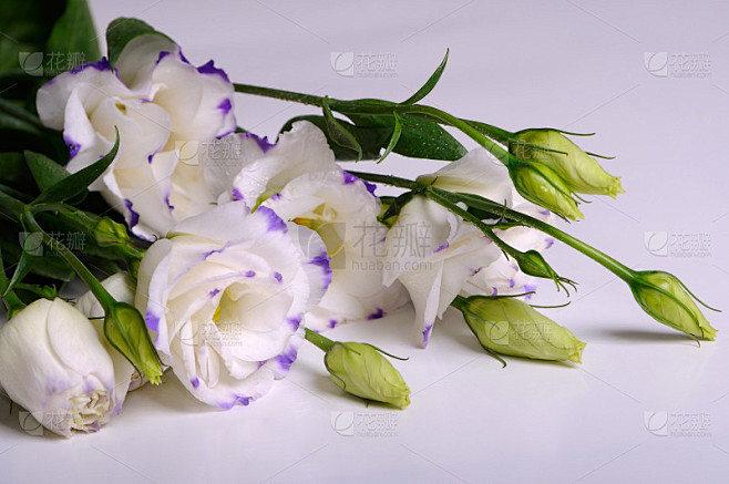 Eustoma