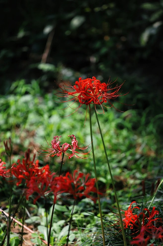 武汉_花开彼岸 彼岸花开_12_CoCo 靜 （勿连赞）_来自小红书网页版