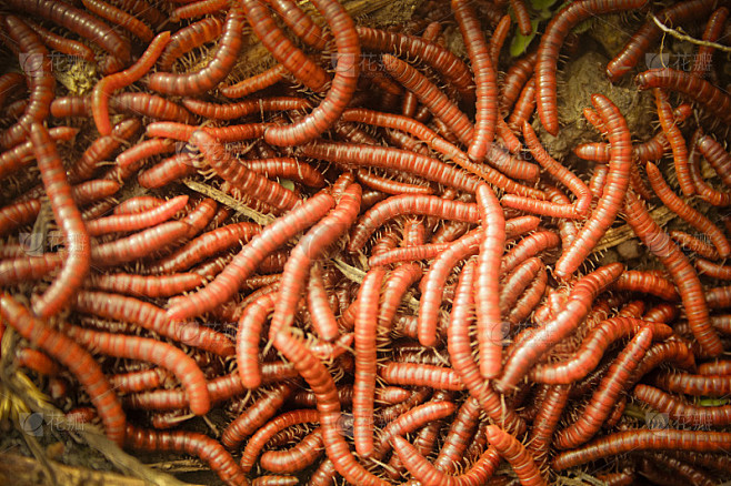 千足虫。