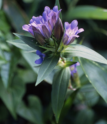 Gentiana Scabra Root Extract;龙胆根
