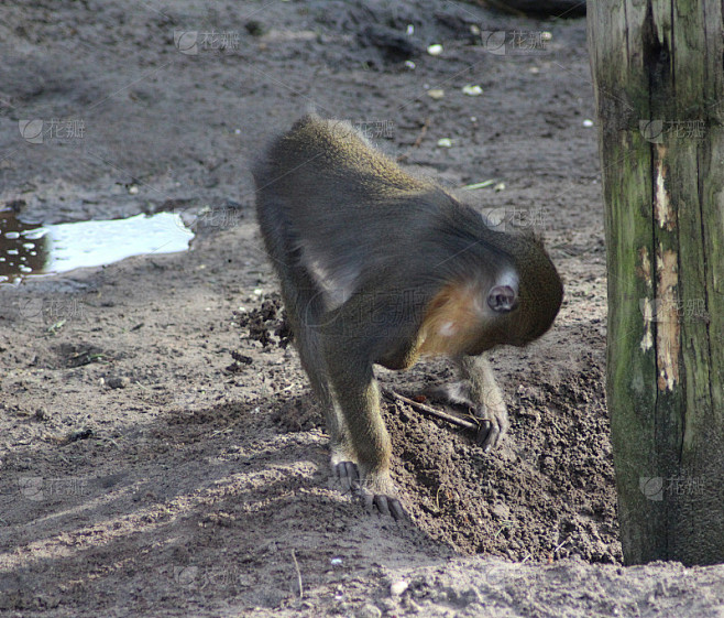 山魈(Mandrillus sphinx)