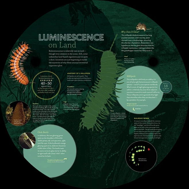 Creatures of Light: Nature's Bioluminescence - Graphis-花瓣网