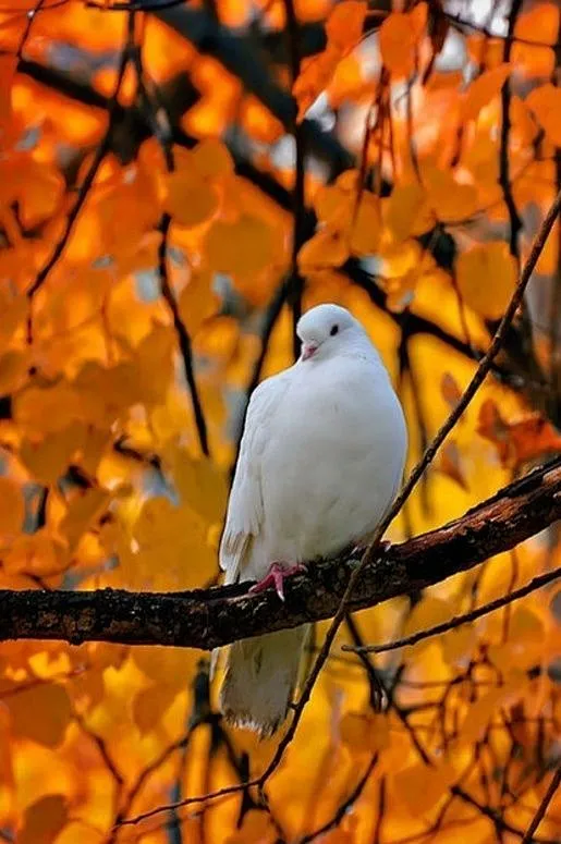 Fall Dove - from Simple Pleasures-花瓣网