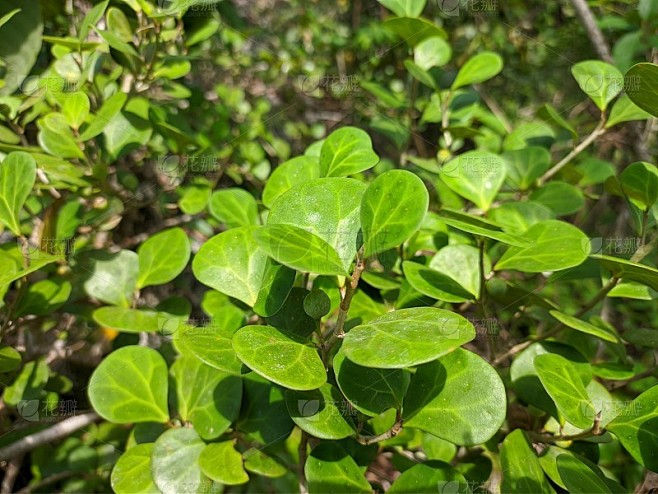Tabat Barito Plant (Ficus Del Aptoidea Var Kunstle