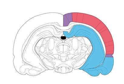 三类大脑皮层： 新皮层(neocortex), 中皮层(mesocortex)，旧皮层(paleocortex)+古皮层 ...
