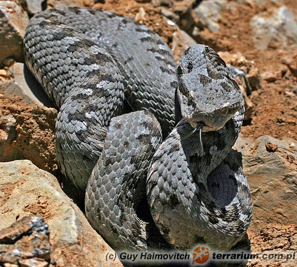 学名：Montivipera bornmuelleri (WERNER, 1898) 中文名：黎巴嫩山蝰 英文名：Lebanon Viper -花瓣网