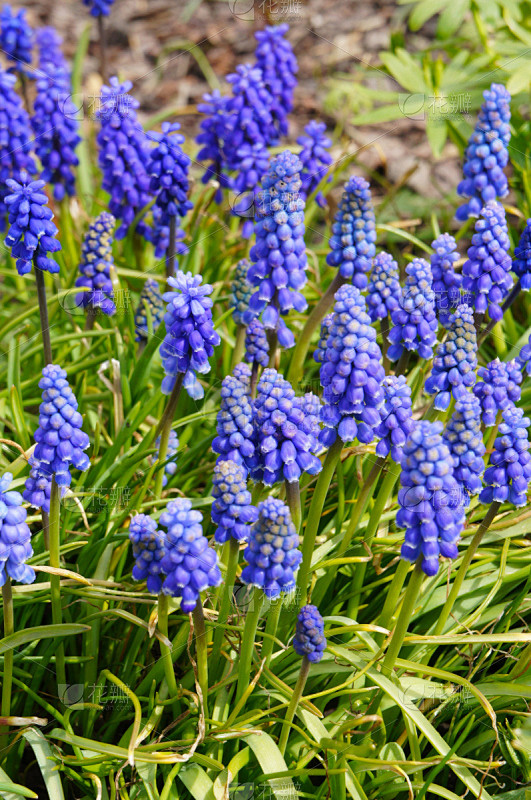 Many blue muscari plant with green vertical