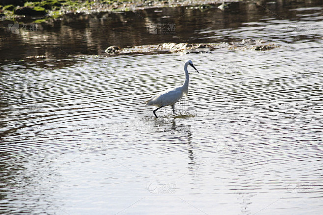 加泽特在平原上打猎，杰尔巴，Mednine，突尼斯，北非