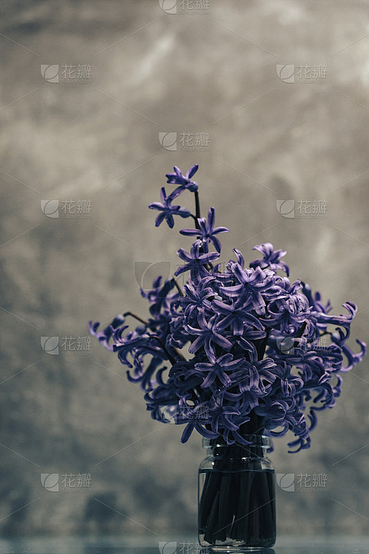 花瓶里的紫色风信子花。