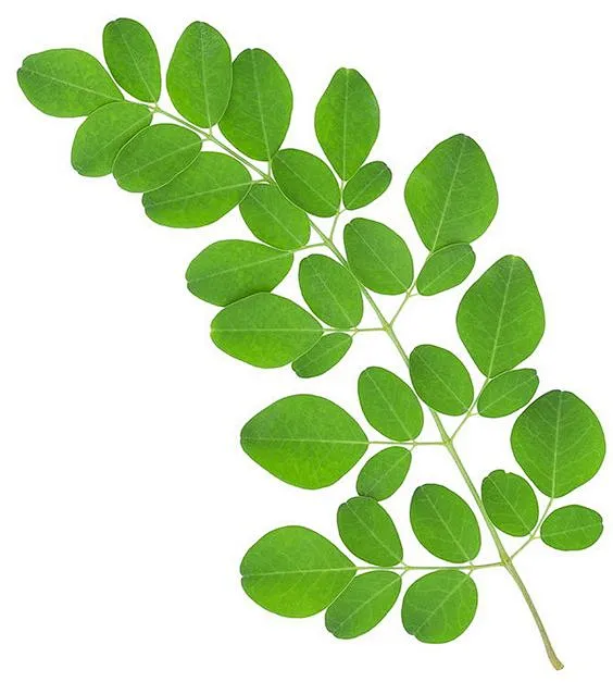 Moringa is called 'The tree of Life' , 'The Miracle Tree' for a good ...
