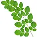 Moringa is called 'The tree of Life' , 'The Miracle Tree' for a good ...