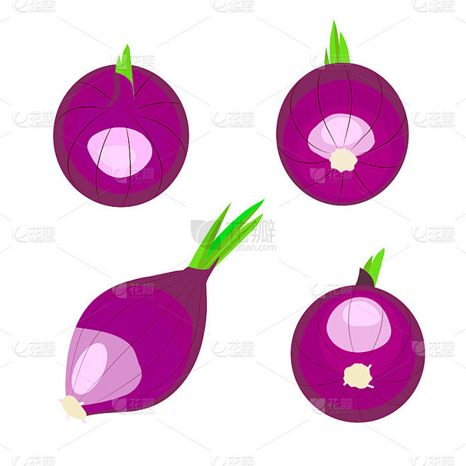 Onion set. Purple onion design element