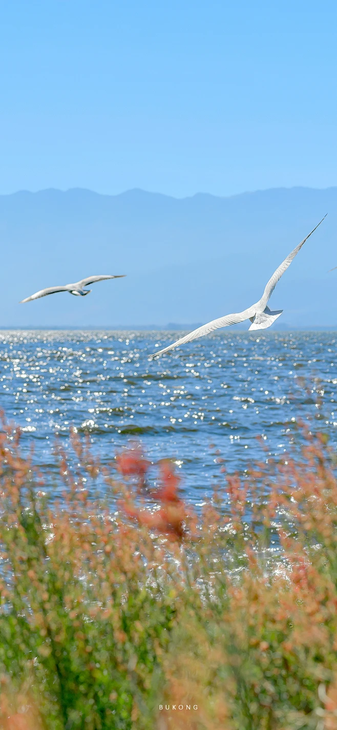 005J189lgy1h1qvvod6khj315o2i8u0x.jpg (1500×3248)-花瓣网