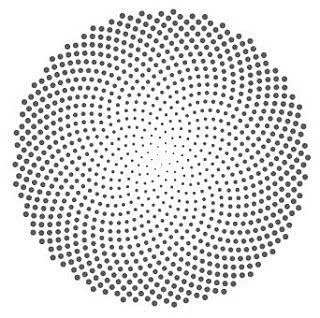 phyllotaxis spiral mathrecreation: spirals-花瓣网