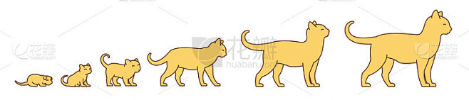 Stages of cat growth set. From kitten to adult cat