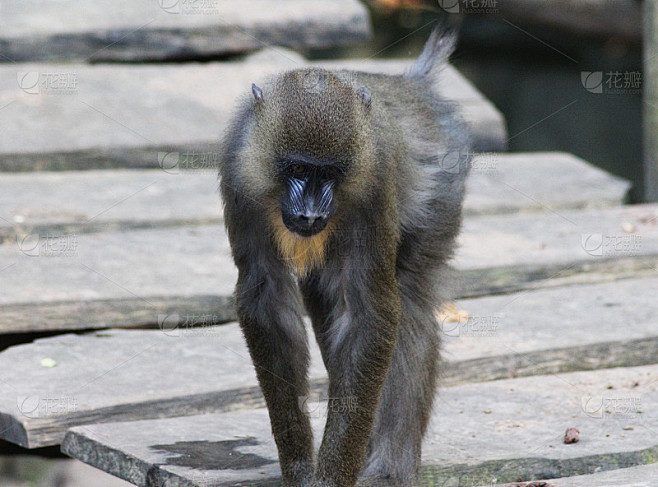 山魈(Mandrillus sphinx)