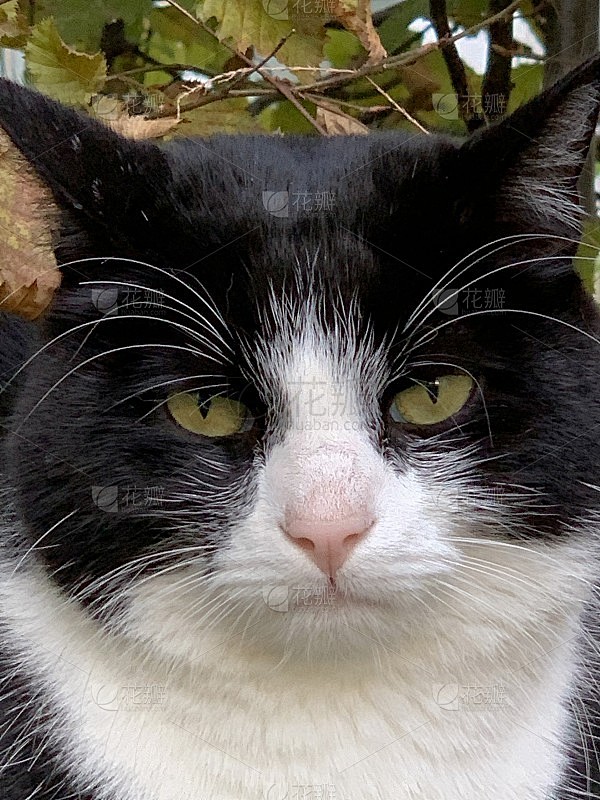 Portrait of a cat sitting among bushes with half c