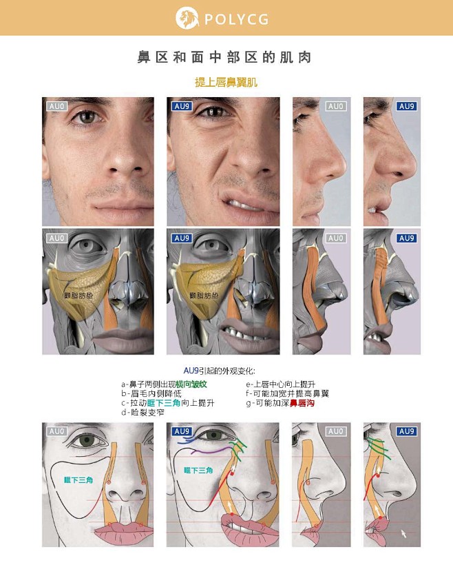 面部表情艺用解剖中文版_页面_079
