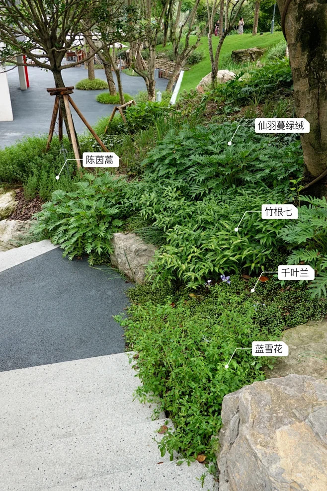 100种植物设计赏析｜48麓湖CPI - 小红书-花瓣网