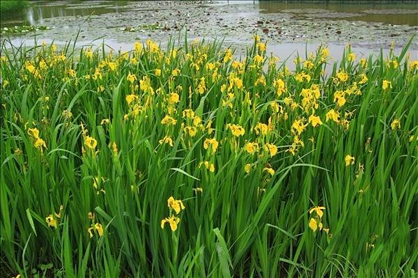 黄菖蒲