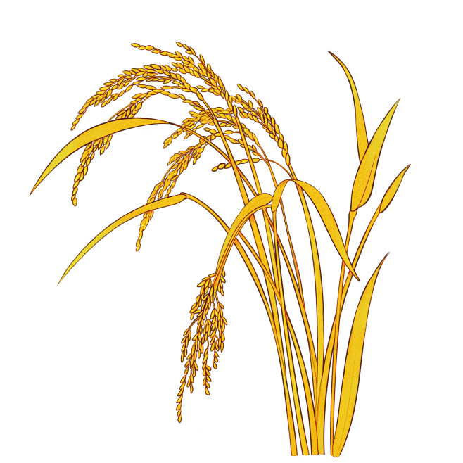 稻子成熟水稻大米手绘植物_35674681_2