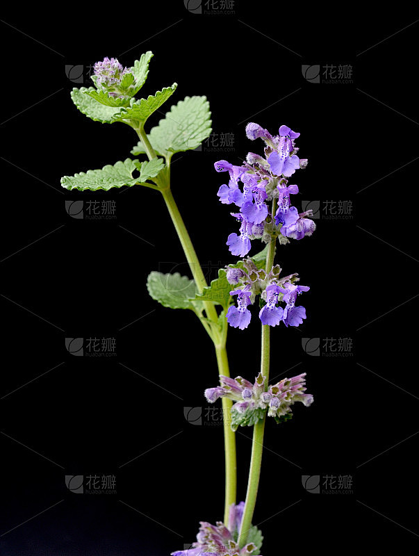 猫薄荷、荆芥、racemosa