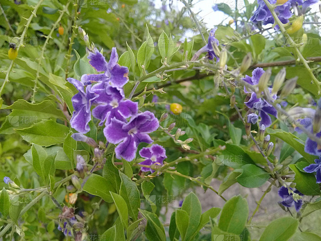 Duranta Erecta