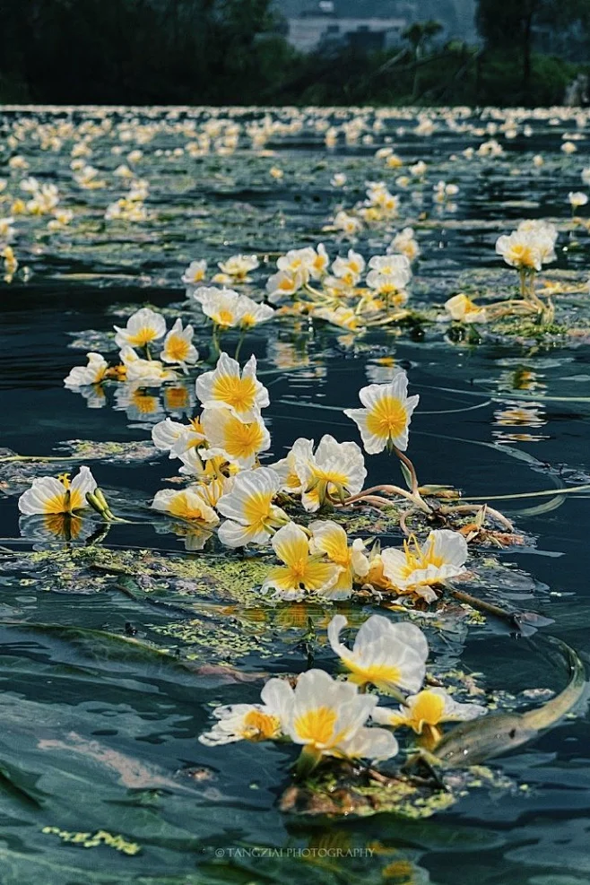 靖西海菜花Ottelia acuminata var. jingxiensis 水鳖科 | 水车前属 中国本土植物超话 -花瓣网