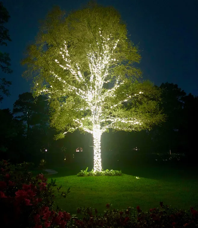 Outdoor Tree Lighting, Outdoor Trees, Garden Lighting, Patio Trees ...