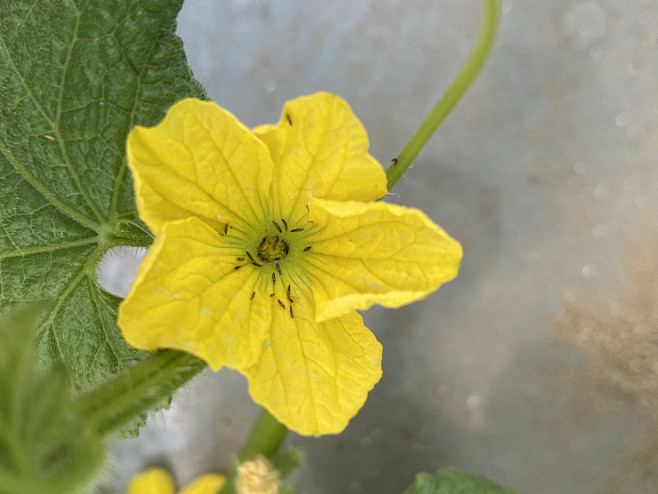 哈密瓜蓟马 (10)