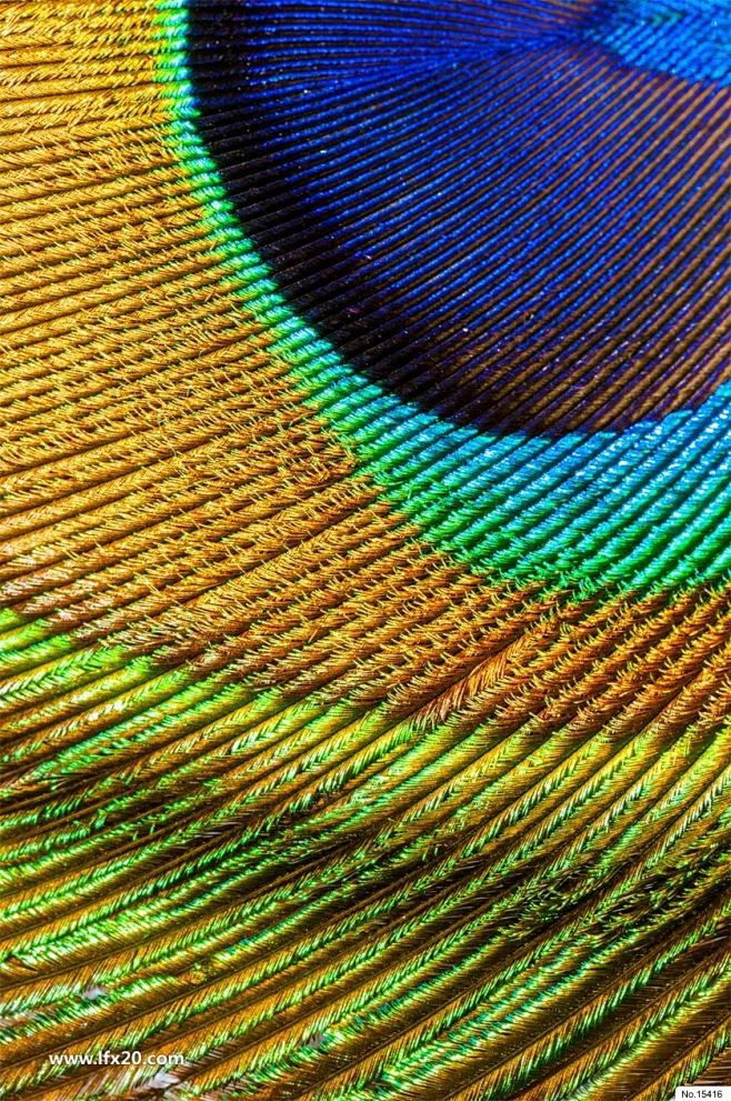 羽毛背景-花瓣网