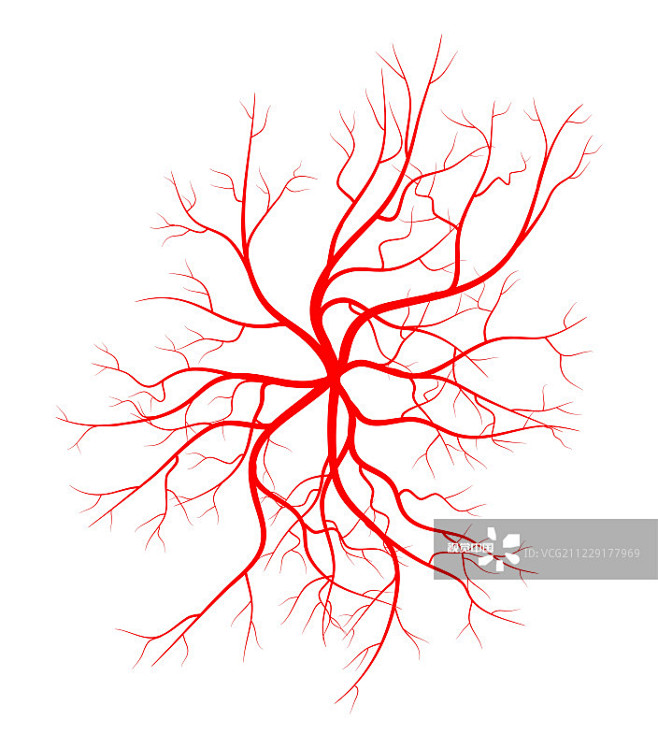 人体血管、血管矢量符号图标设计。图片素材
