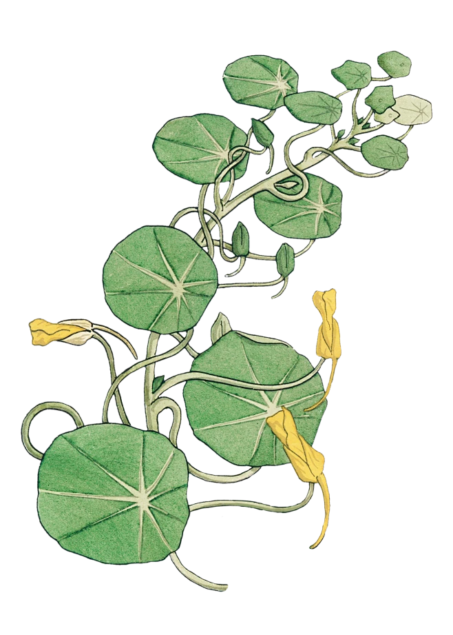 YUKI-MPV插画植物 (116)-花瓣网