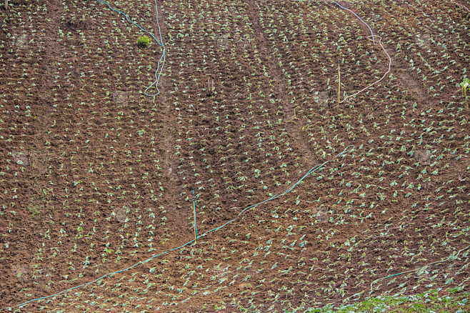 dry small cabbage farm